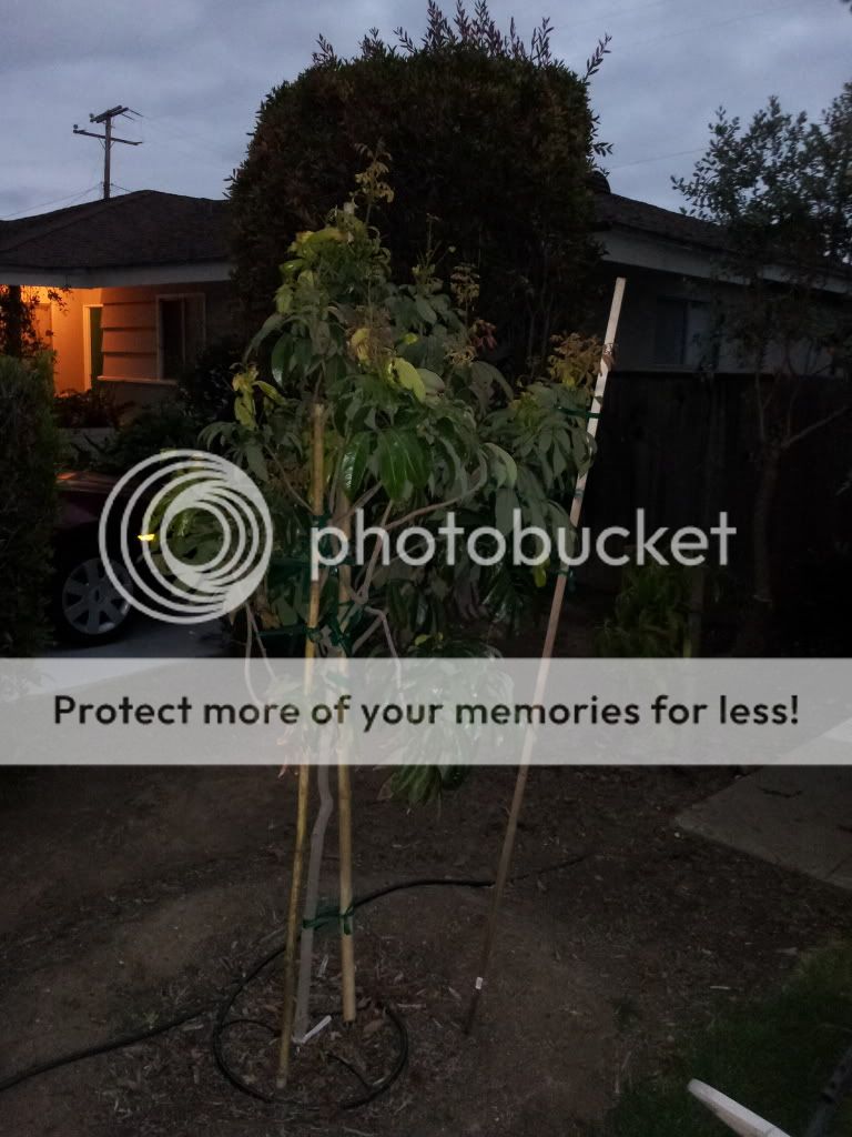 Some Random Garden Pictures