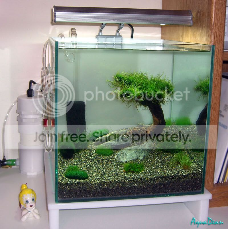 Dean's 1 Foot Cube Tank | The Planted Tank Forum