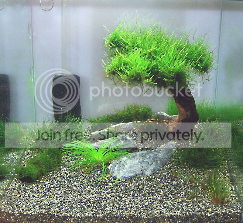 Dean's 1 Foot Cube Tank | The Planted Tank Forum