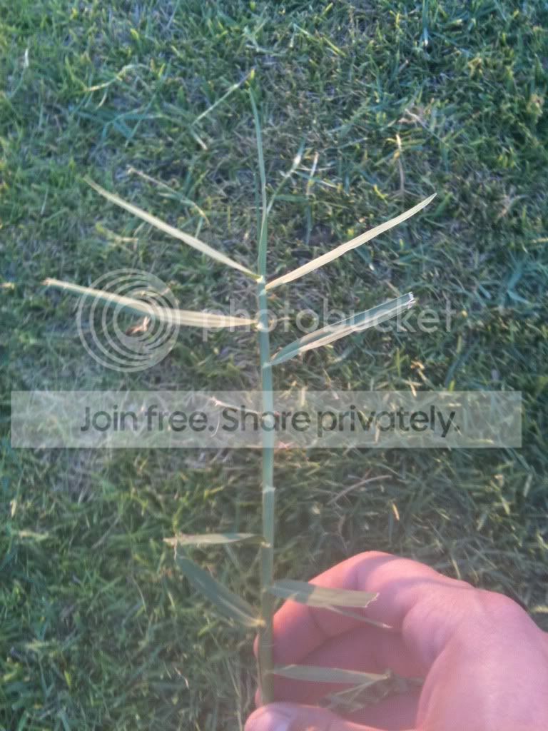 Need Help Identifying this Grassy weed | Lawn Care Forum